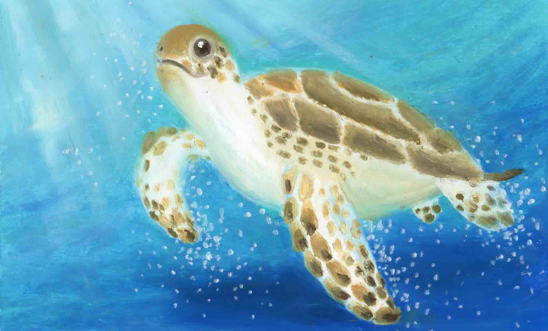 從容自在探索者海龜 | OMIA PLUS 影音學習